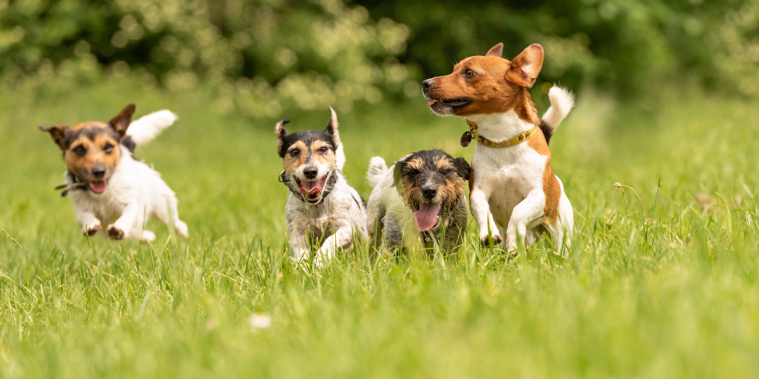 Dog Daycare Experience Green Acres Pet Resort dog-daycare-experience-green-acres-pet-resort